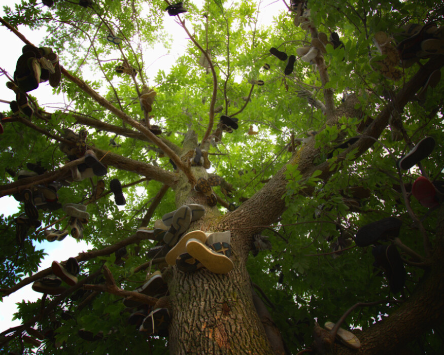 The Shoe Tree